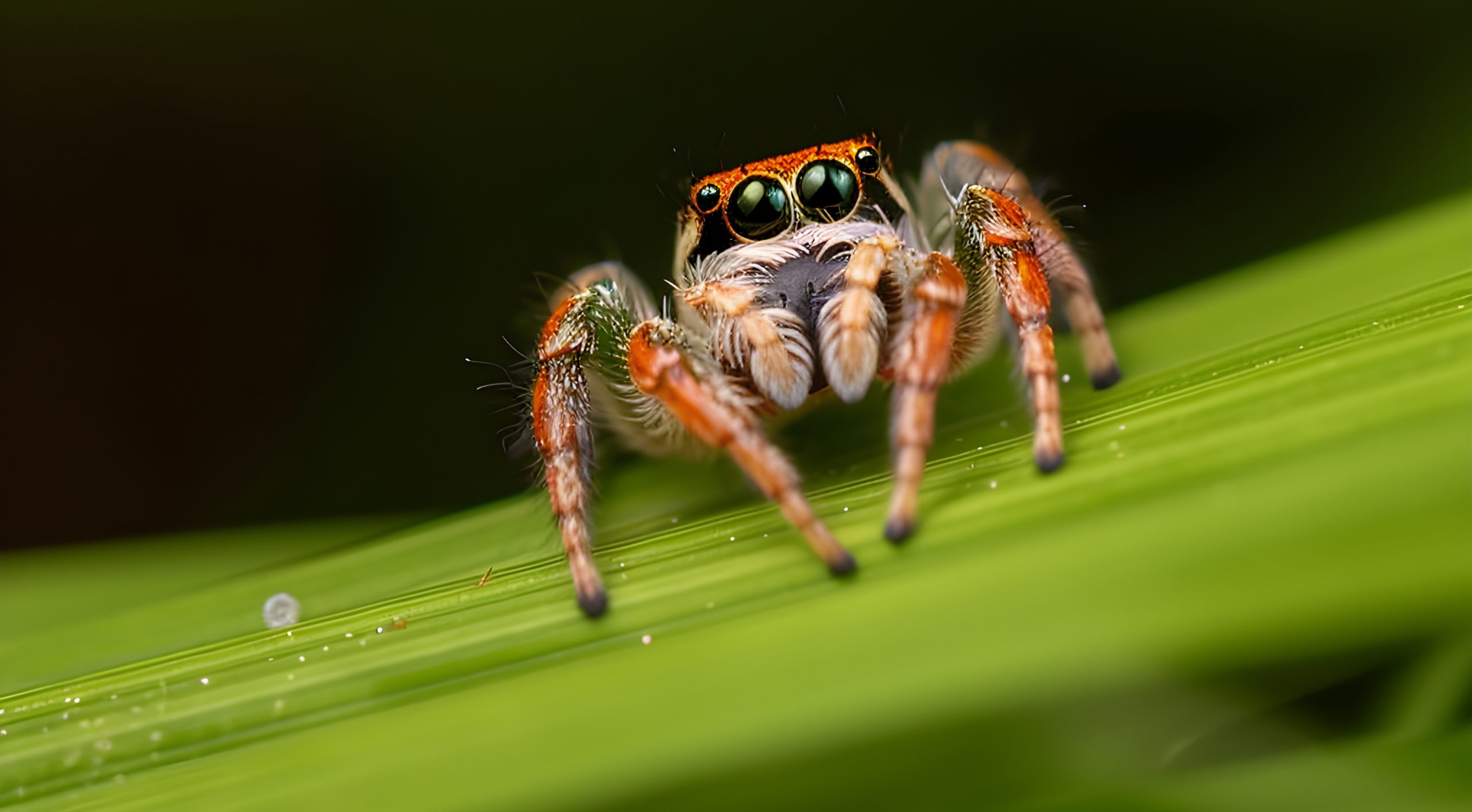 Sind Springspinnen gefährlich? - SpringSpinnenWelt.de